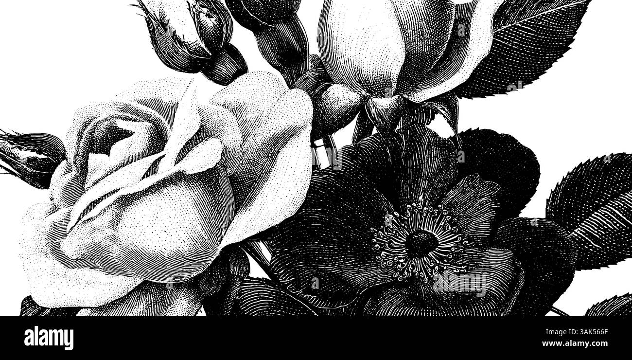 Elegant engraved floral design for wedding invitation card Stock Vector ...