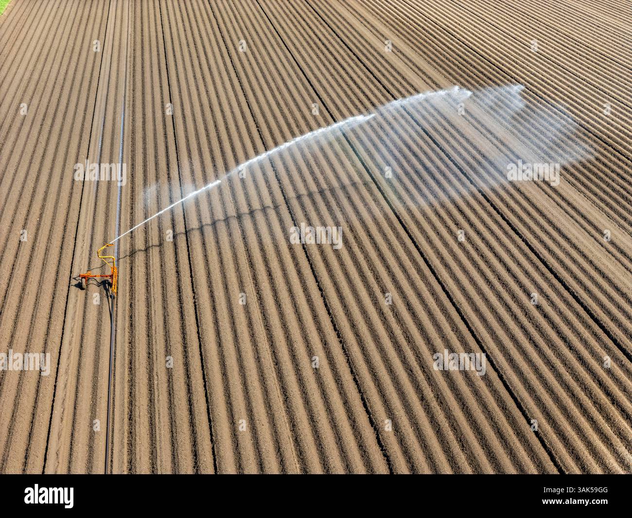 Artificial irrigation of a potato field in April, with a sprinkler ...
