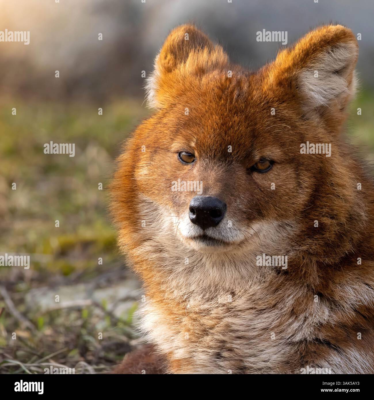 the Indian wild dog (Dhole) early spring sun Stock Photo - Alamy