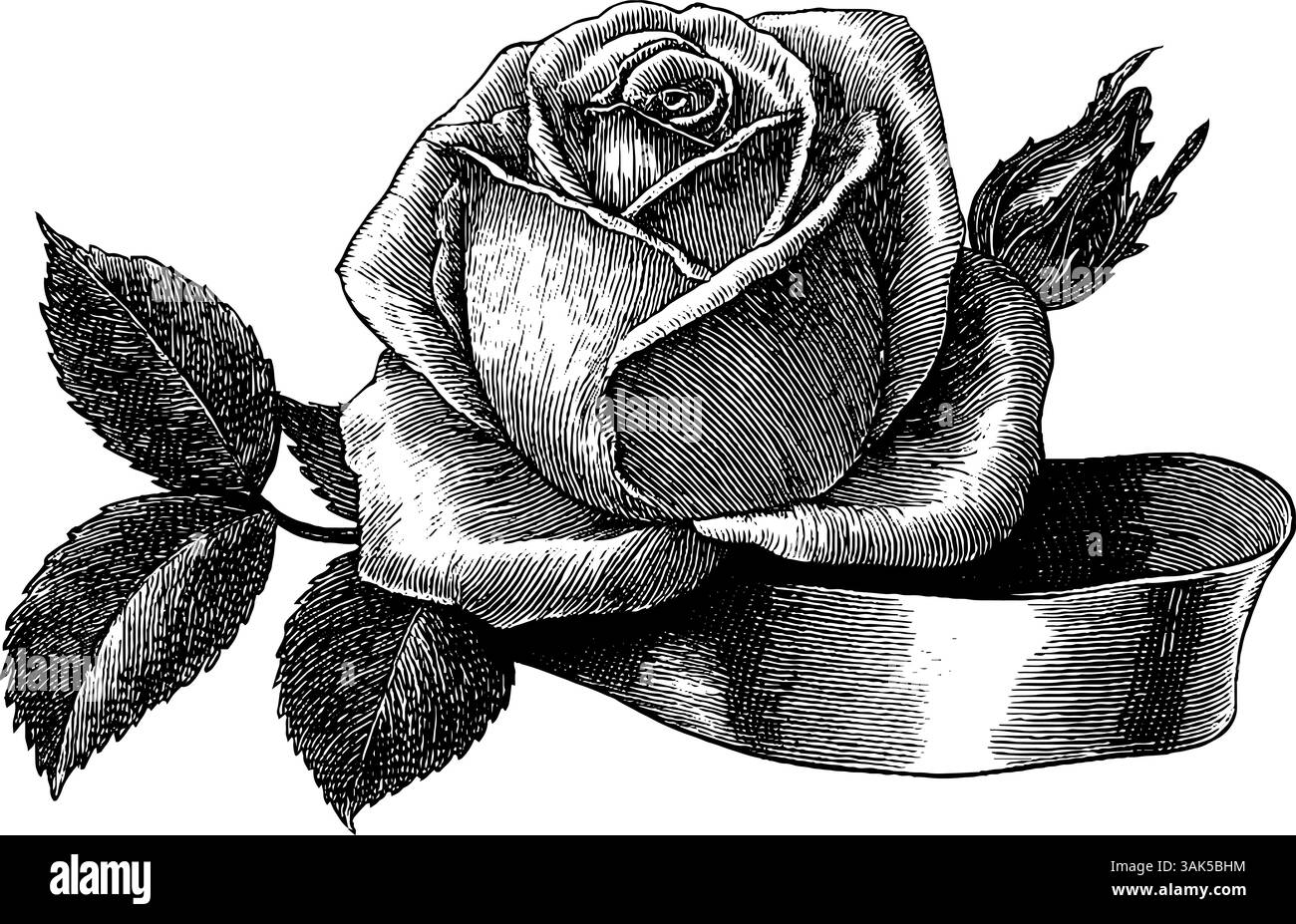 Elegant engraved illustration of intertwined wedding rings with floral ...