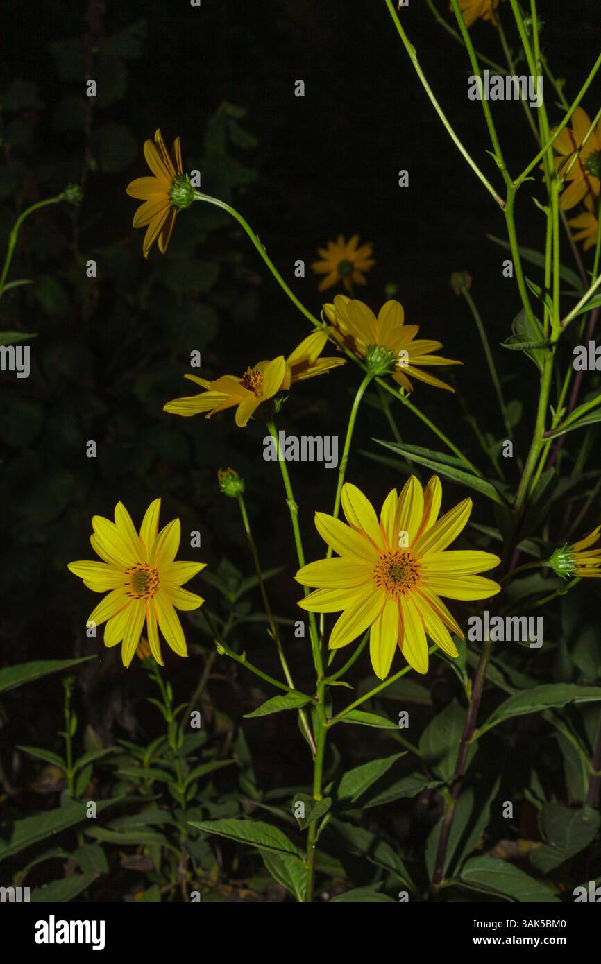 Jerusalem artichoke (Helianthus tuberosus, family: Compositae, also ...