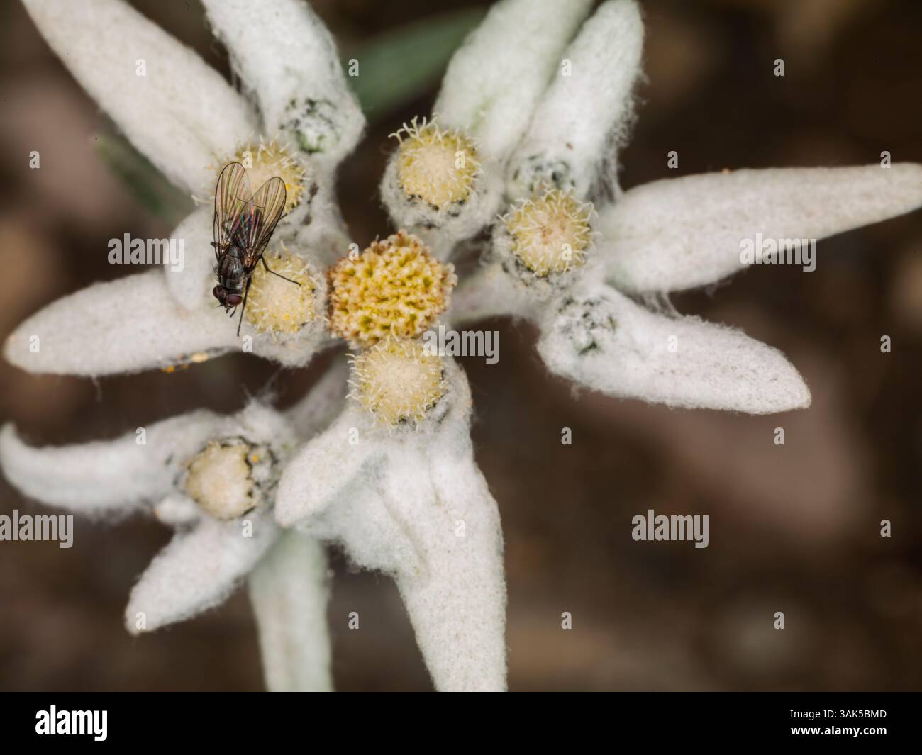 Leontopodium alpinum (family: Asteraceae, also known as Compositae ...