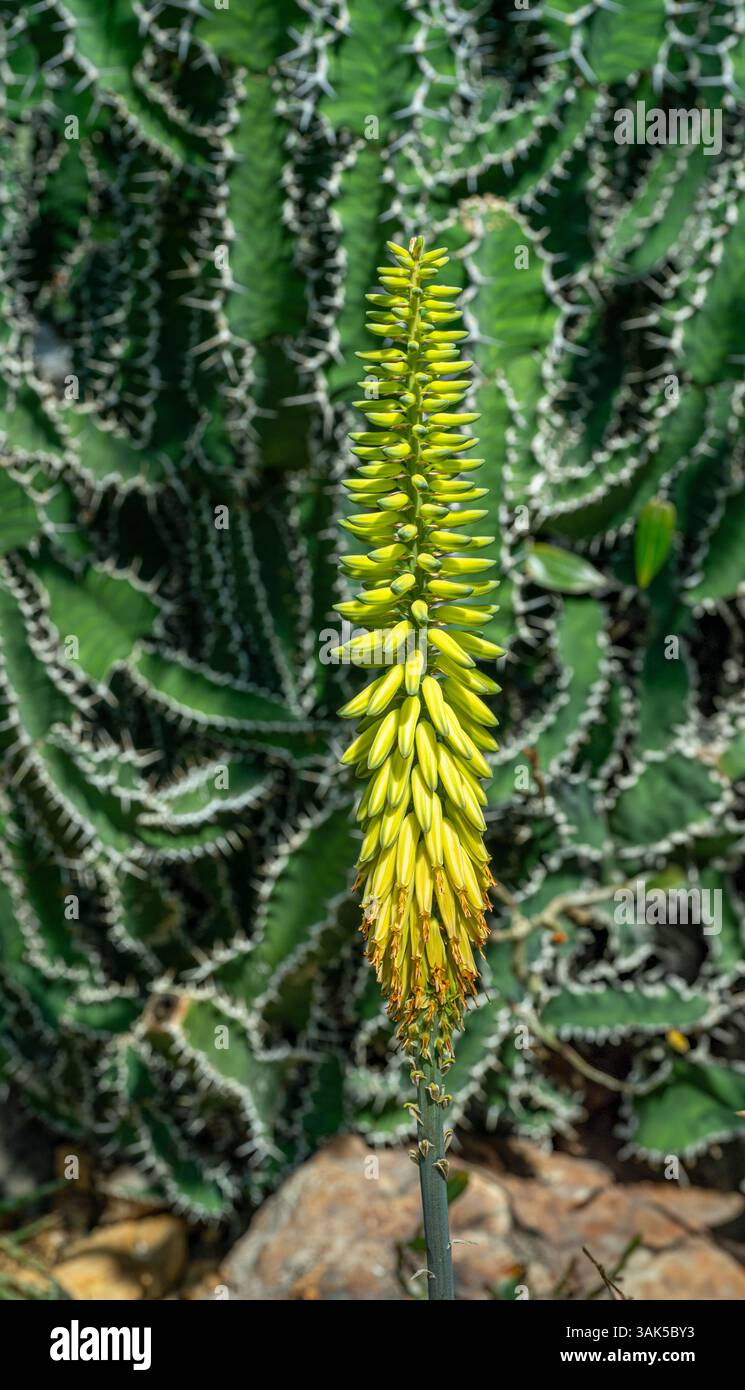 Aloe Vera flowers blossom Stock Photo - Alamy