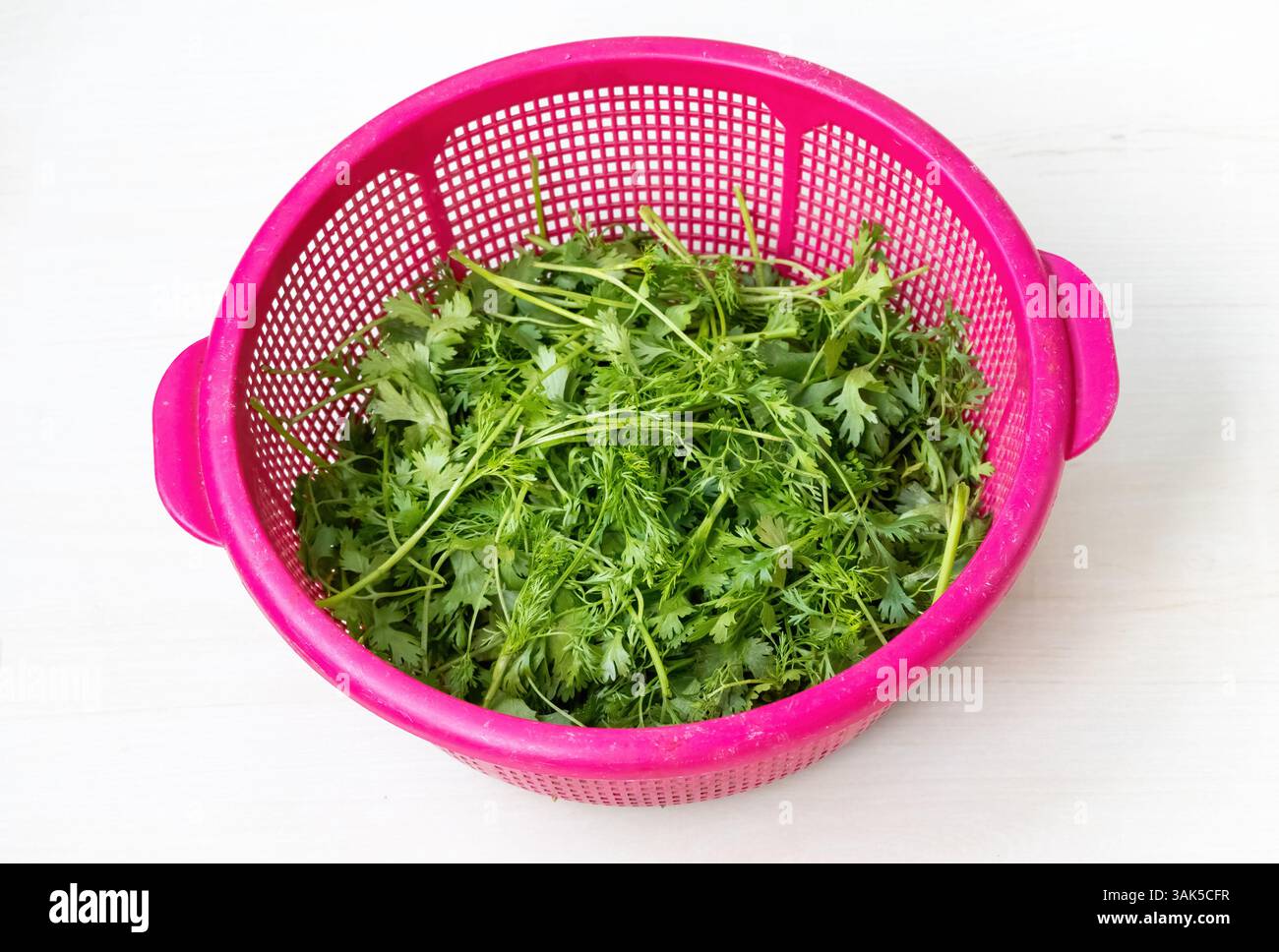 Fresh coriander leaves (Coriandrum sativum, also known as cilantro or ...