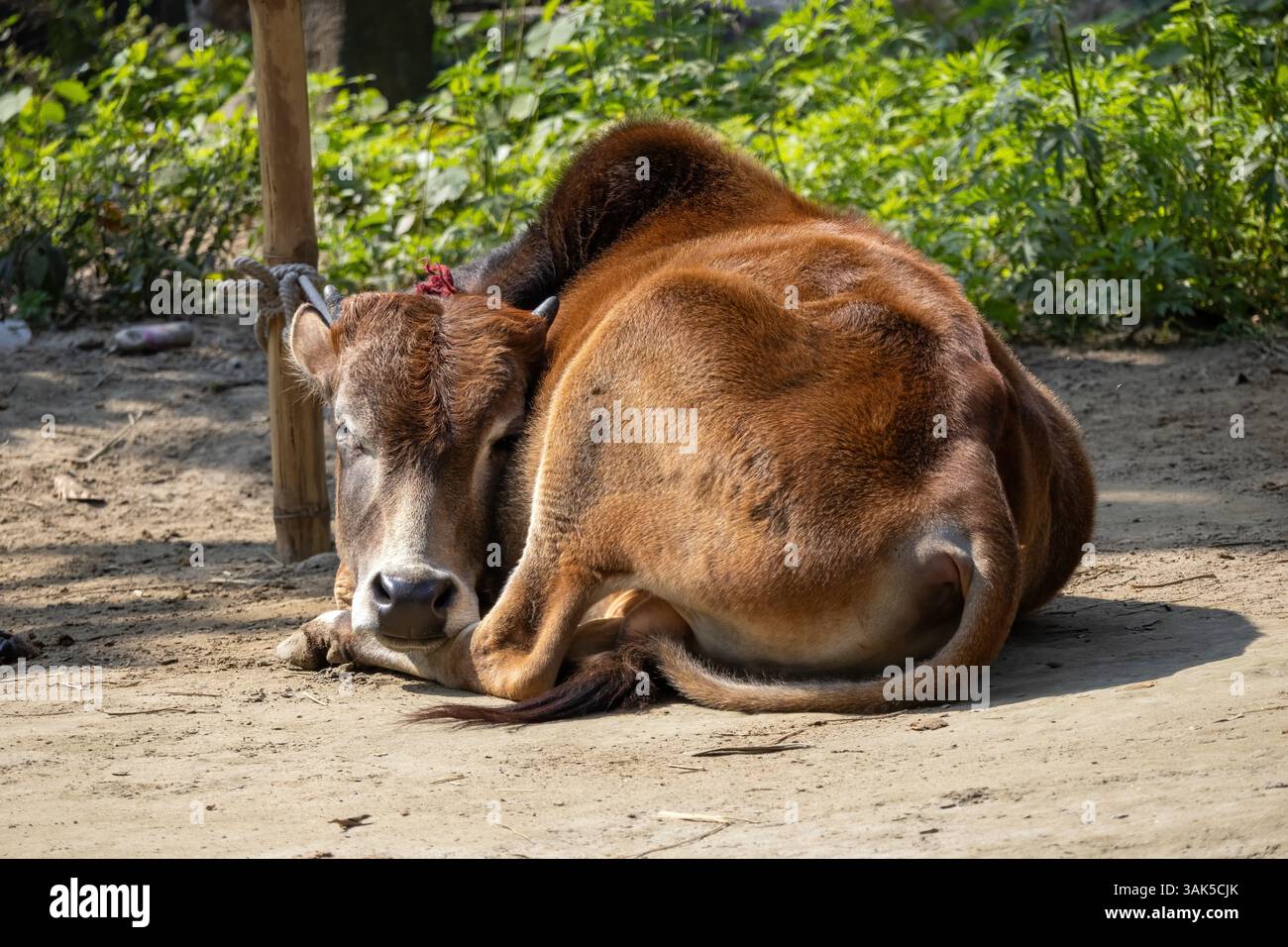 A domestic cow tied by rope to a bamboo pole, resting in the morning ...