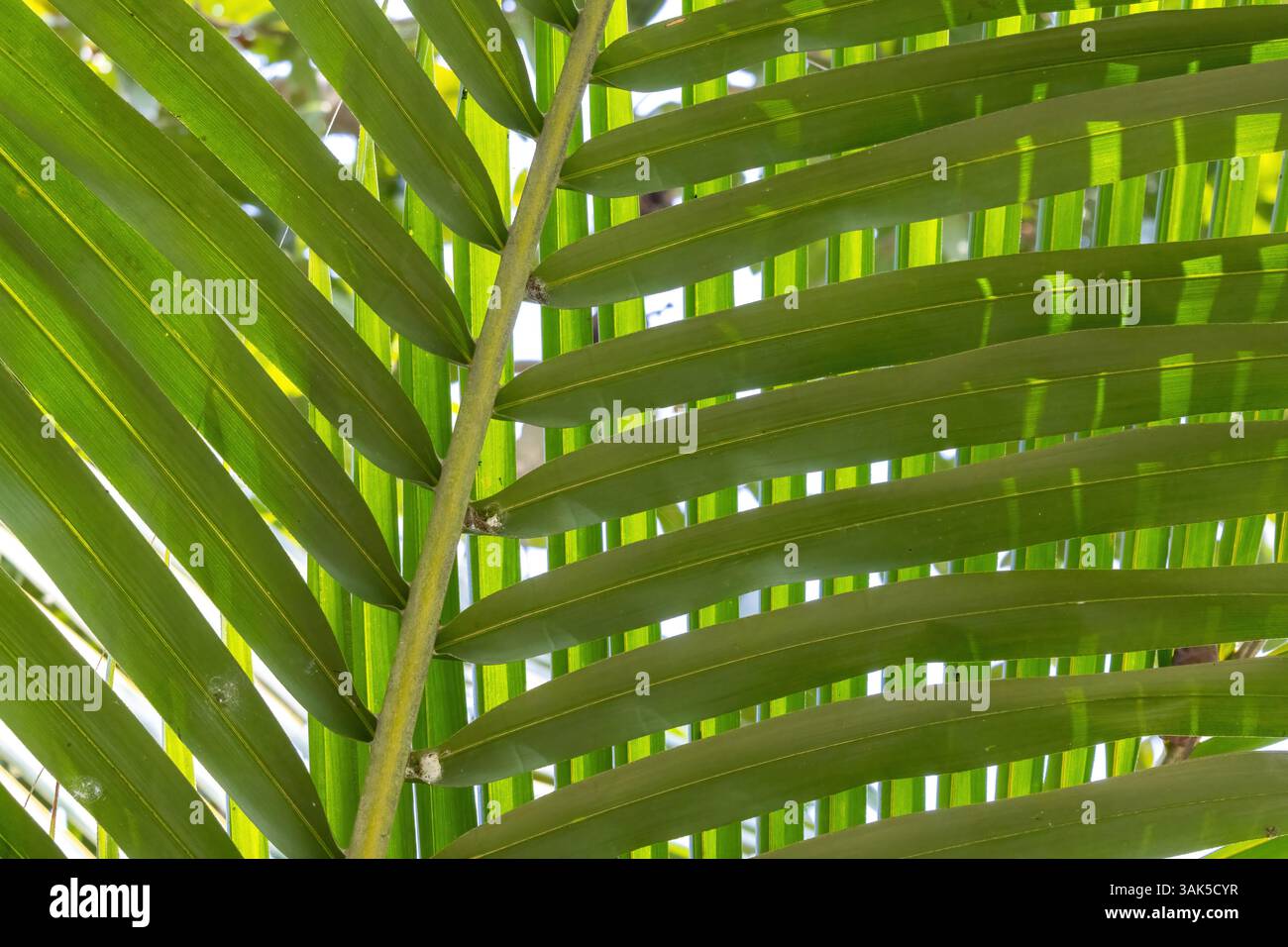 Green leaves of tropical coconut trees create a natural background ...