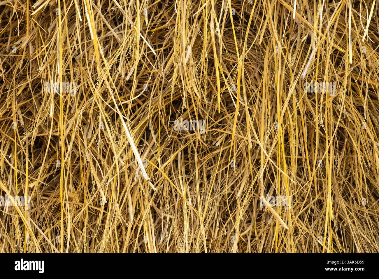 Dry rice straw as a background, detail shot of hay texture Stock Photo ...