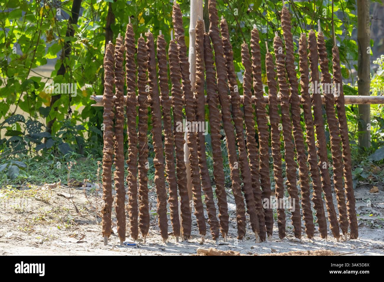 Cow dung sticks drying in the sun, a traditional fuel source for ...