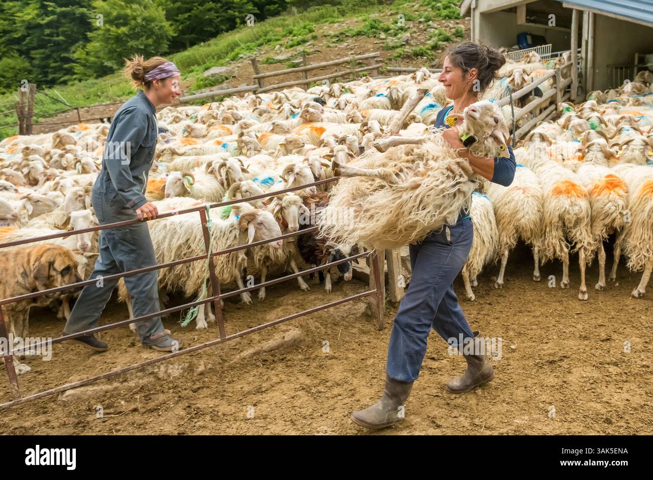 Farmer performing regular medical treatment on sheep at a farm in the ...