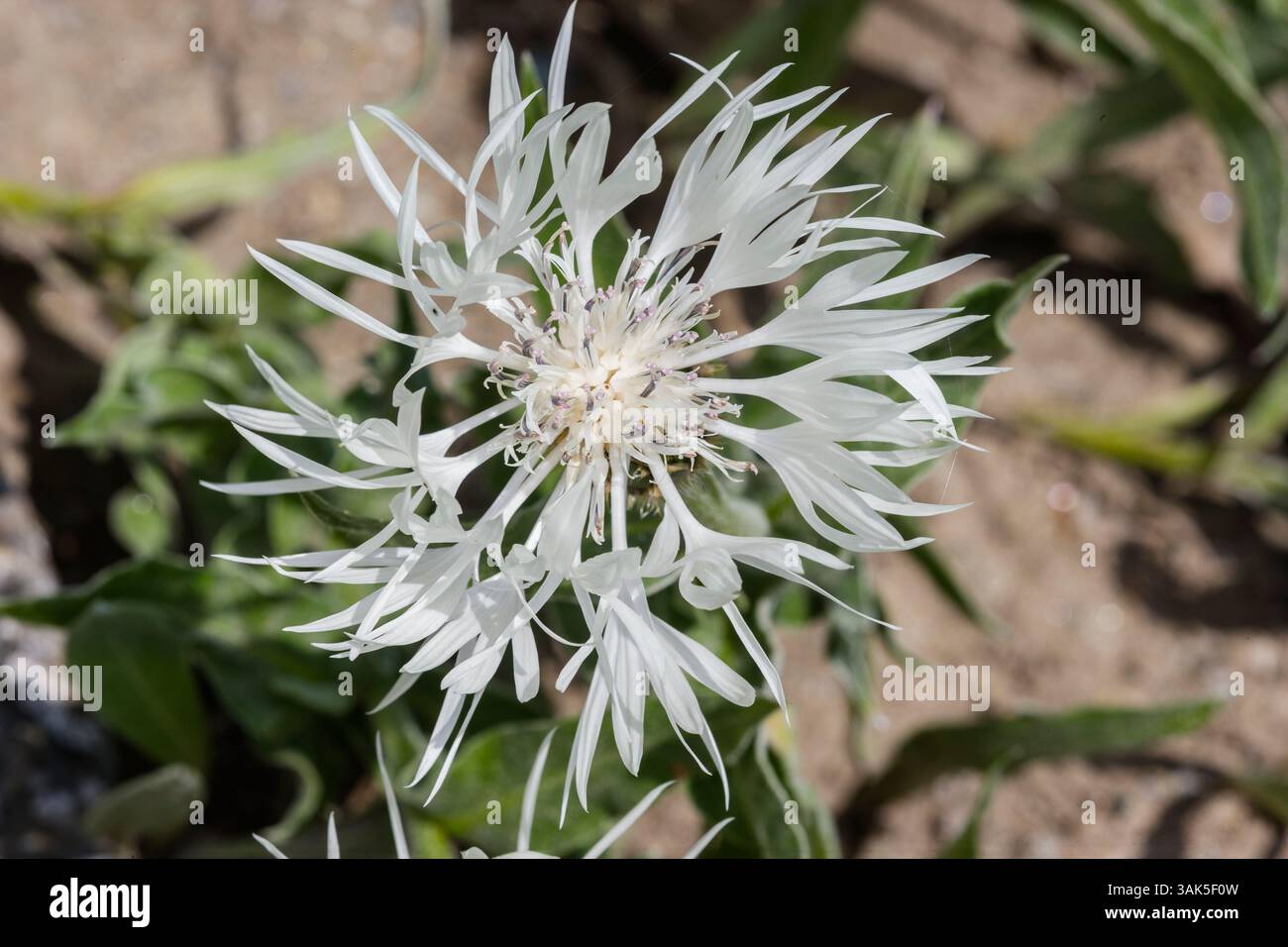 Centaurea montana alba (family: Compositae, also known as Asteraceae ...