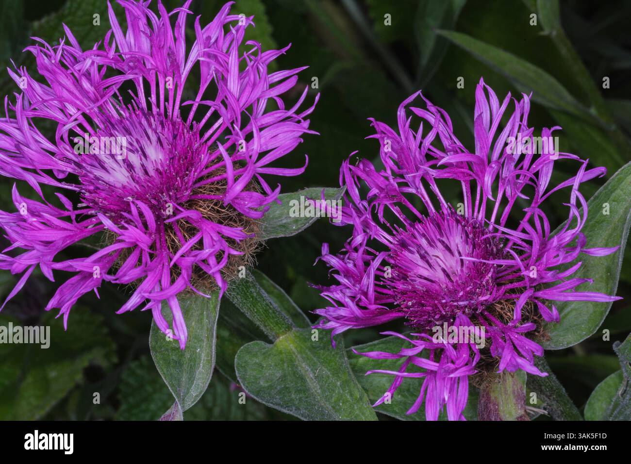 Centaurea montana (family: Compositae, also known as Asteraceae). Common names: perennial ...