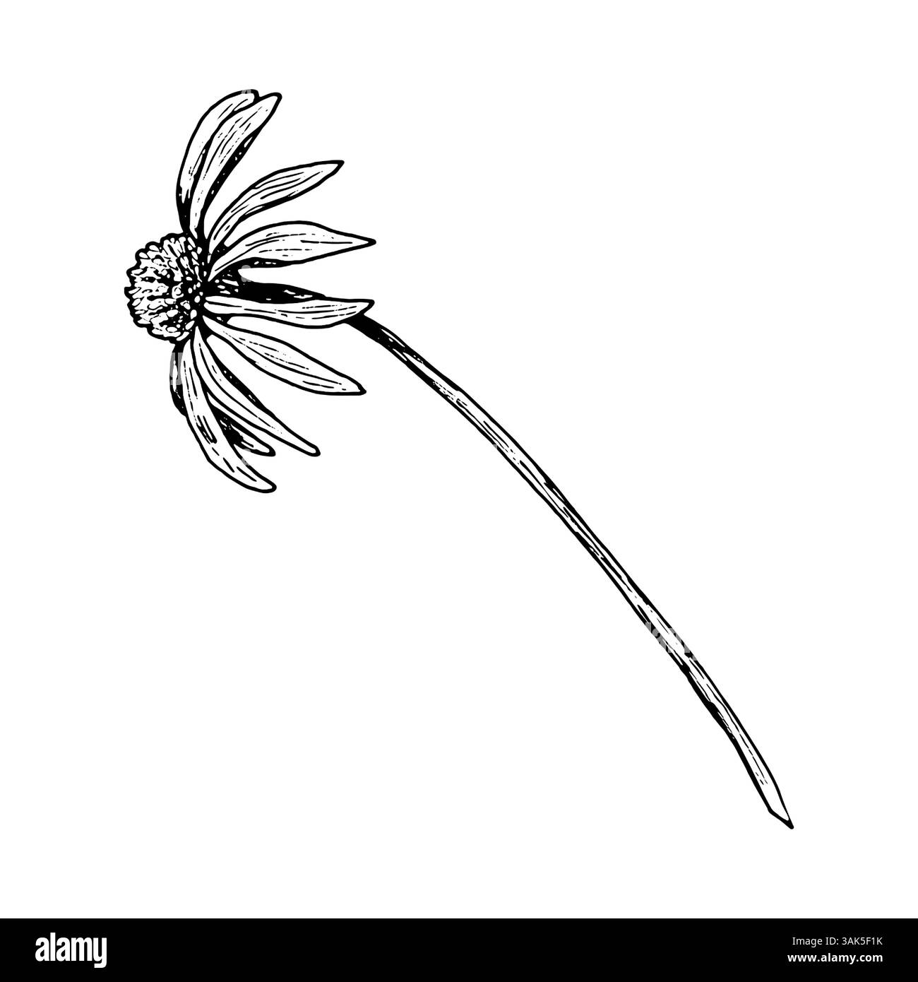 Hand drawn vector illustration of a single wildflower with a curved stem and elongated petals ...