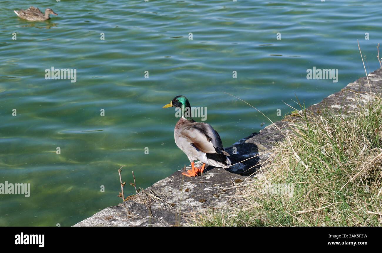 Male mallard duck standing on a stone bank beside a green lake, under ...