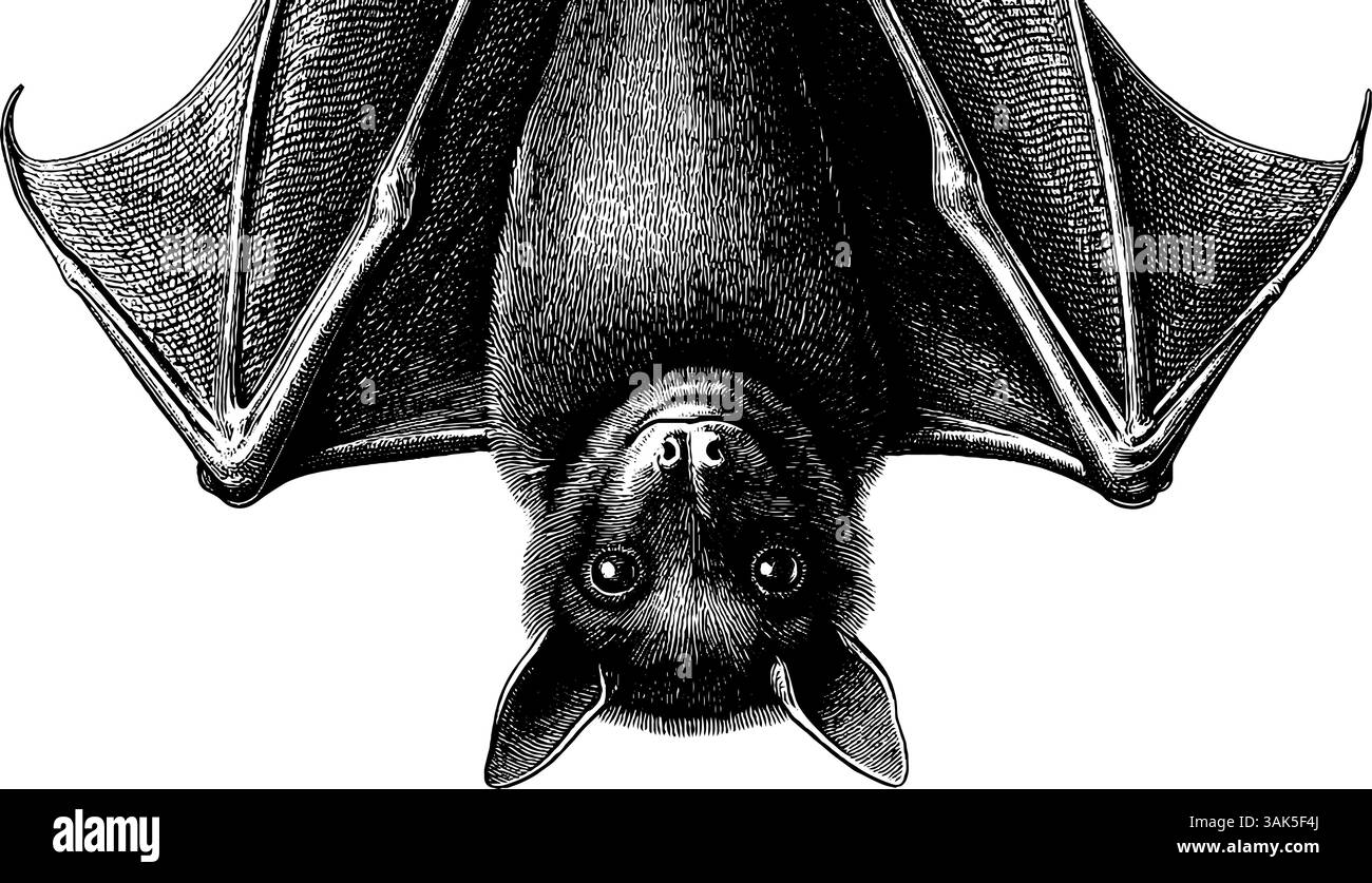 Detailed engraved illustration of a bat hanging upside down Stock Vector Image & Art - Alamy