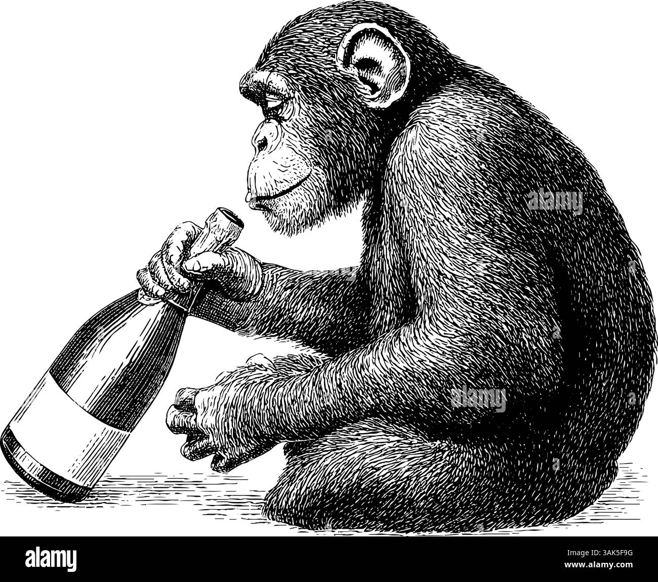 Engraved illustration of a chimpanzee opening a champagne bottle for ...