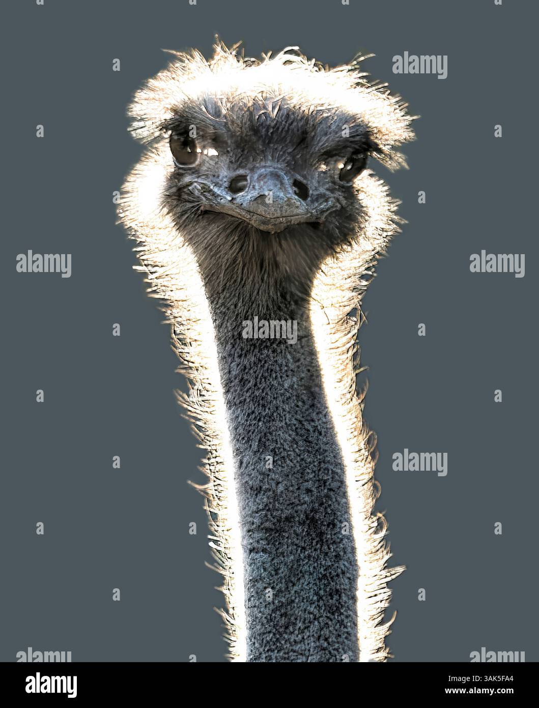 Common Ostrich (Struthio camelus Stock Photo - Alamy