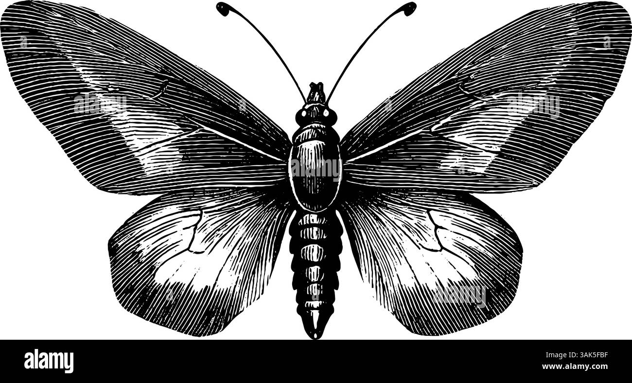 Engraved illustration of butterfly with spread wings for nature and ...
