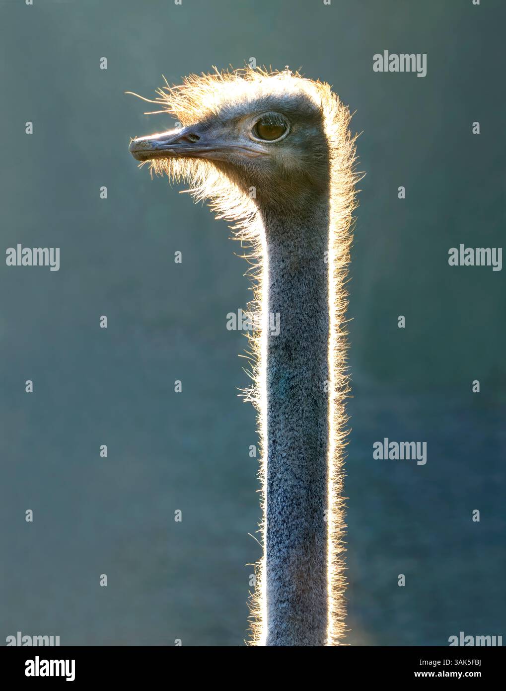 Common Ostrich (Struthio camelus Stock Photo - Alamy