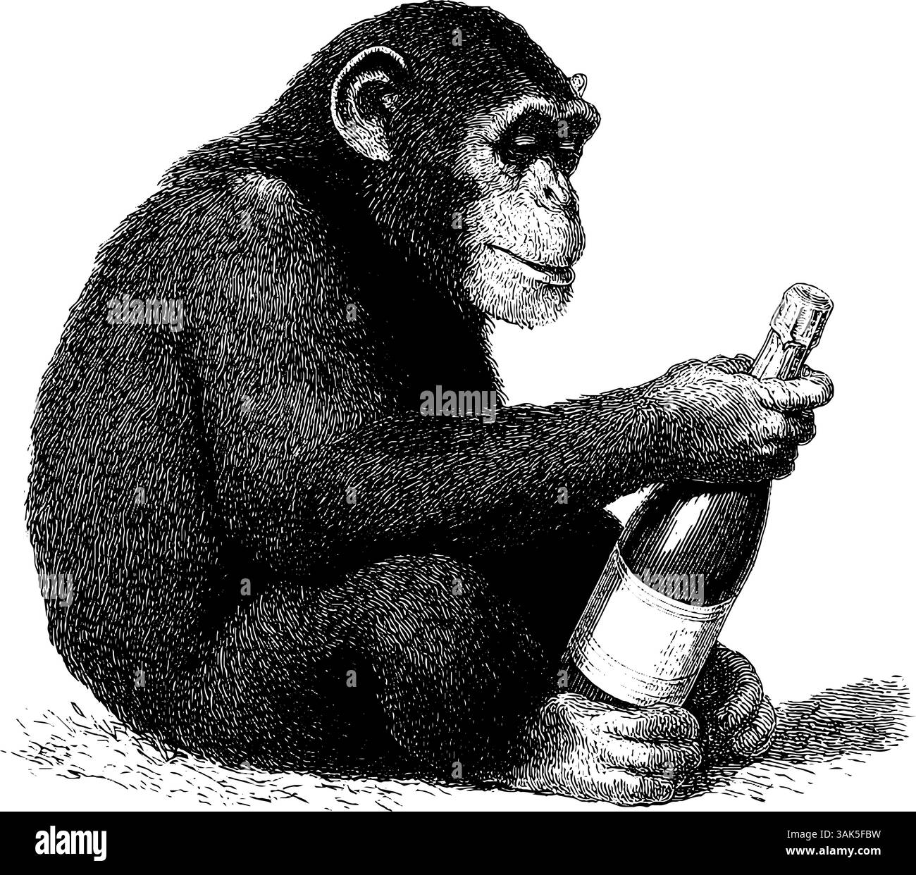 Chimpanzee with bottle engraving - animal curiosity and human-like ...