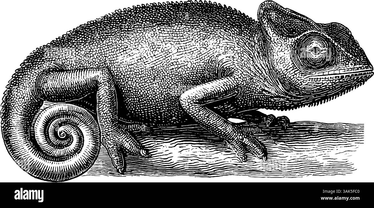 Detailed engraved illustration of a chameleon with curled tail for ...