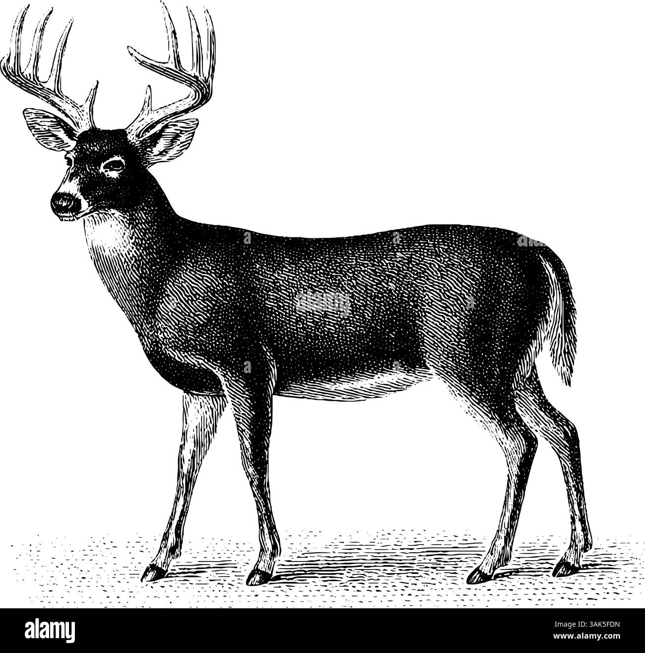 Engraved deer illustration with large antlers for nature and wildlife ...