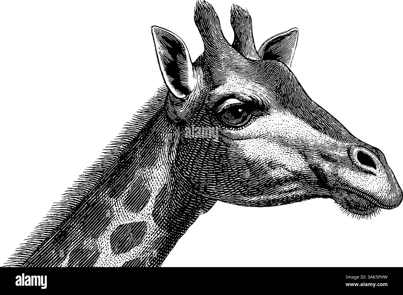 Elegant giraffe portrait in engraved art style for decorative design ...