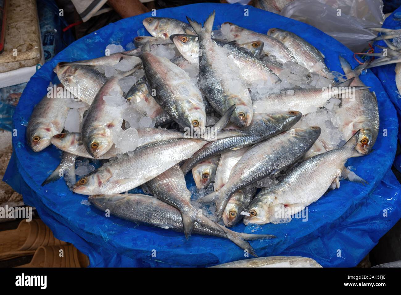 Hilsa fish (Tenualosa ilisha) for sale in a local fish market. Also ...