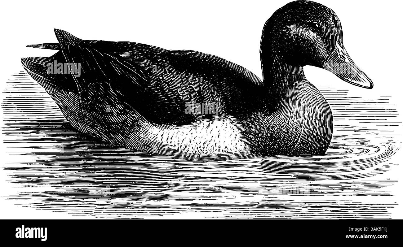 Vintage engraved illustration of a peaceful duck floating on water ...