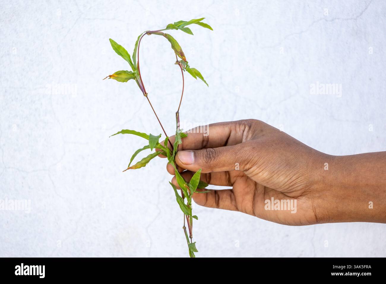 Small crabgrass hi-res stock photography and images - Alamy