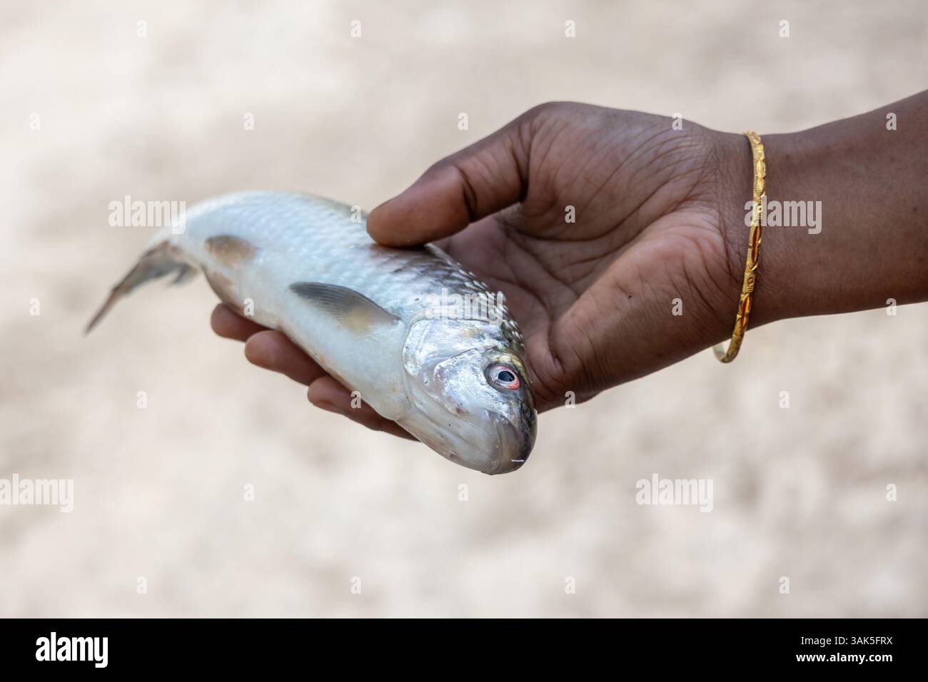 Close-up of a fresh, raw mrigal carp fish in a woman's hand with a ...