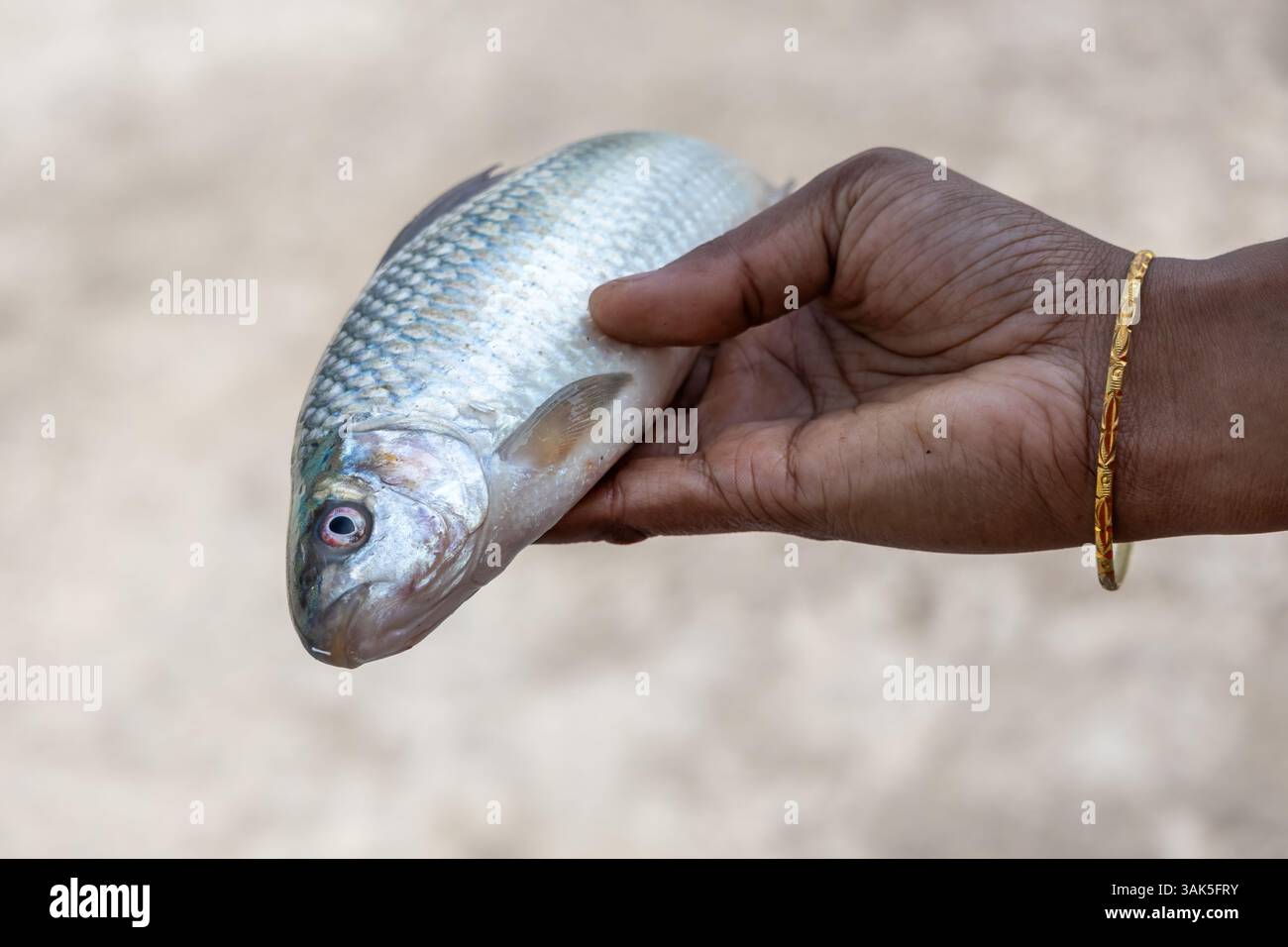 Fresh raw mrigal carp fish in a woman's hand with a soft blurred ...