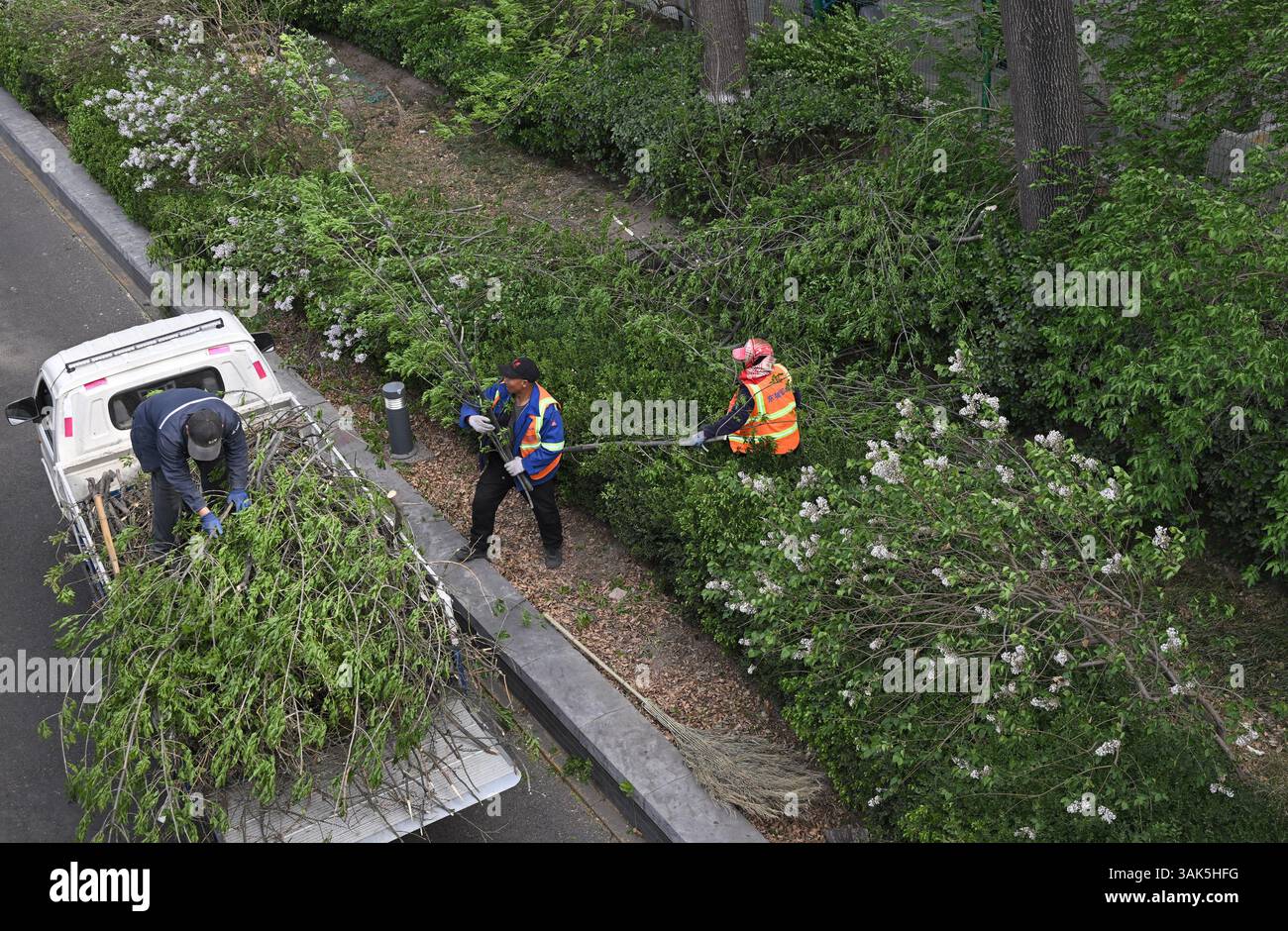 Beijing, China. 12th Apr, 2025. Workers clear fallen branches blown ...