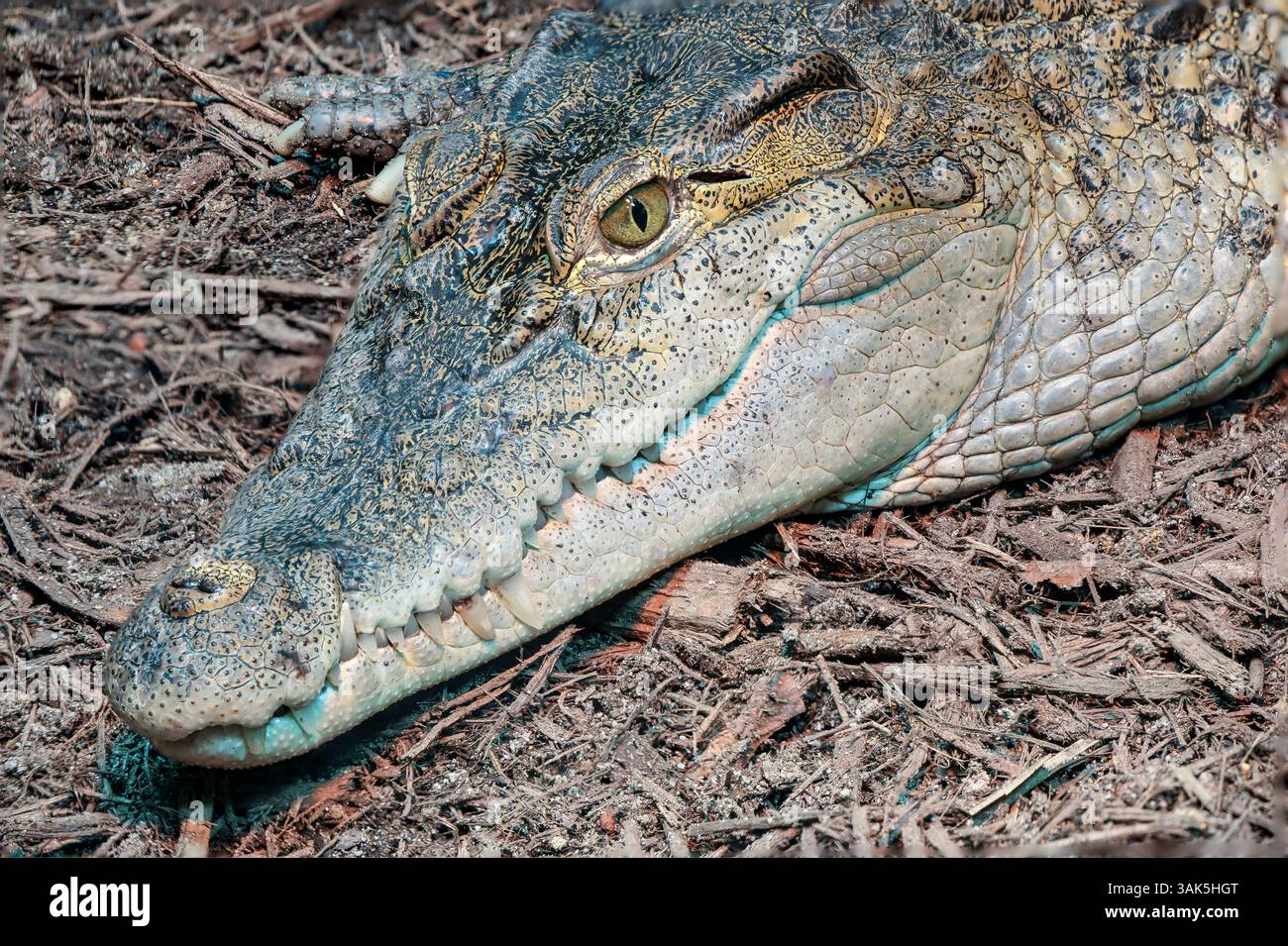The Philippine crocodile (Crocodylus mindorensis) is one of two species ...