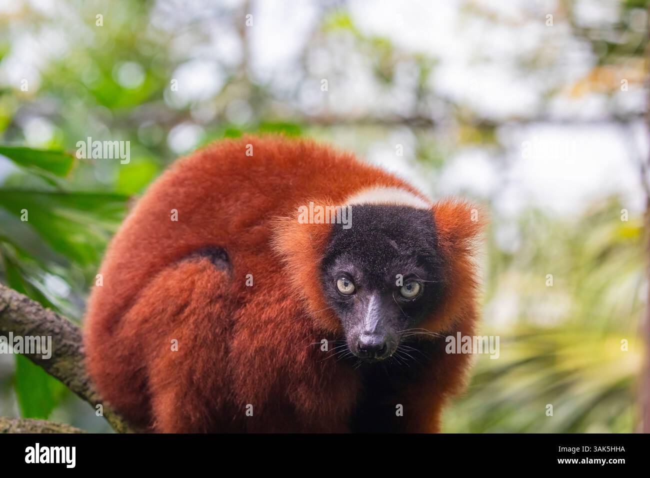 The red ruffed lemur (Varecia rubra) is native to Madagascar. It occurs ...