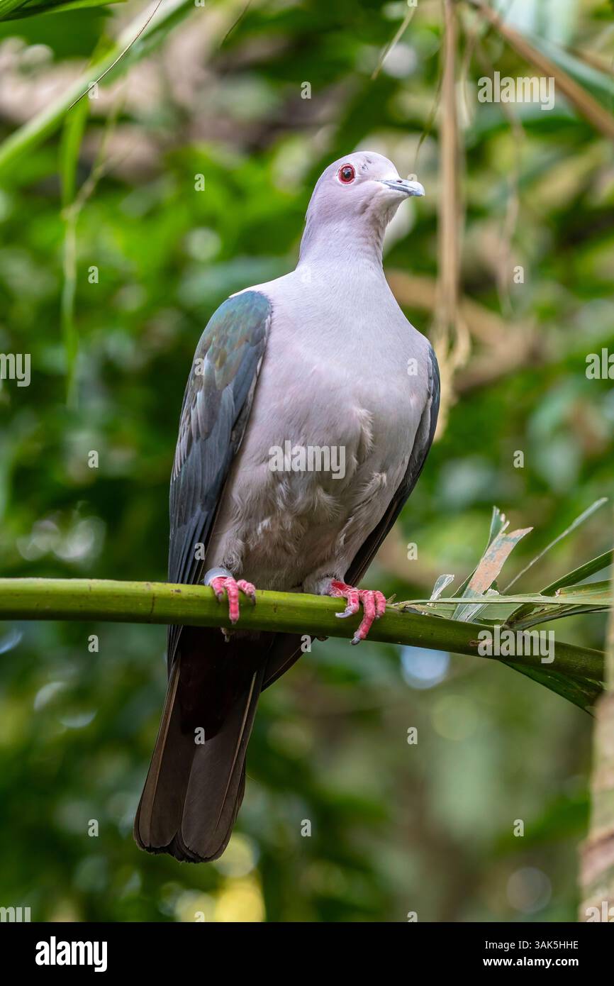 The island imperial pigeon (Ducula pistrinaria) is a species of bird in ...