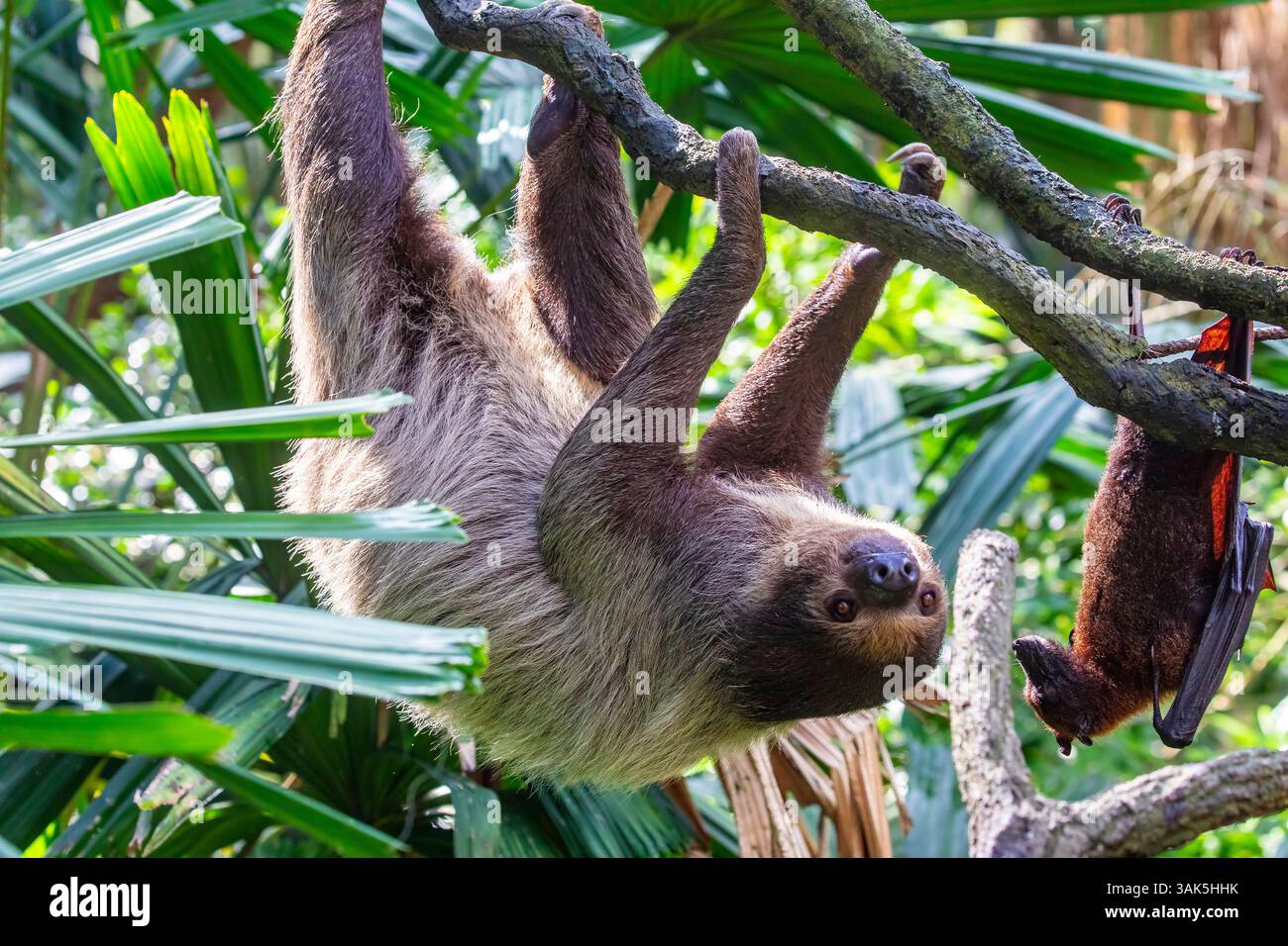 The close image of Linneaus' Two-toed Sloth (Choloepus didactylus) and ...