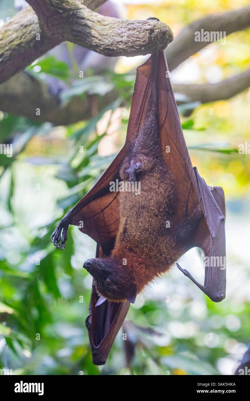 The closeup image of Malayan flying fox (Pteropus vampyrus). a ...