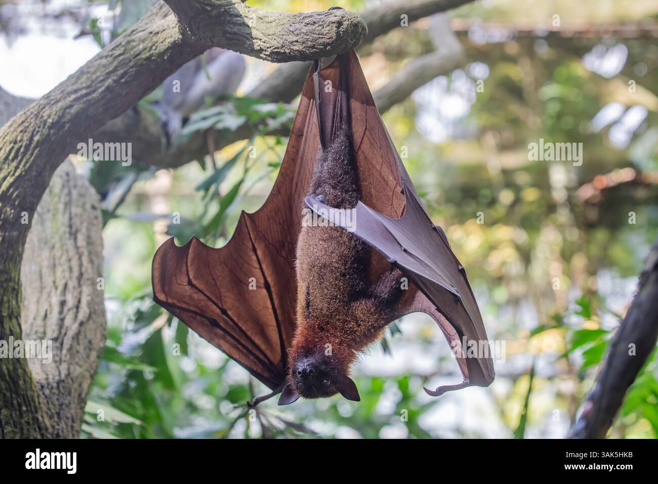 The closeup image of Malayan flying fox (Pteropus vampyrus). a southeast Asian species of ...