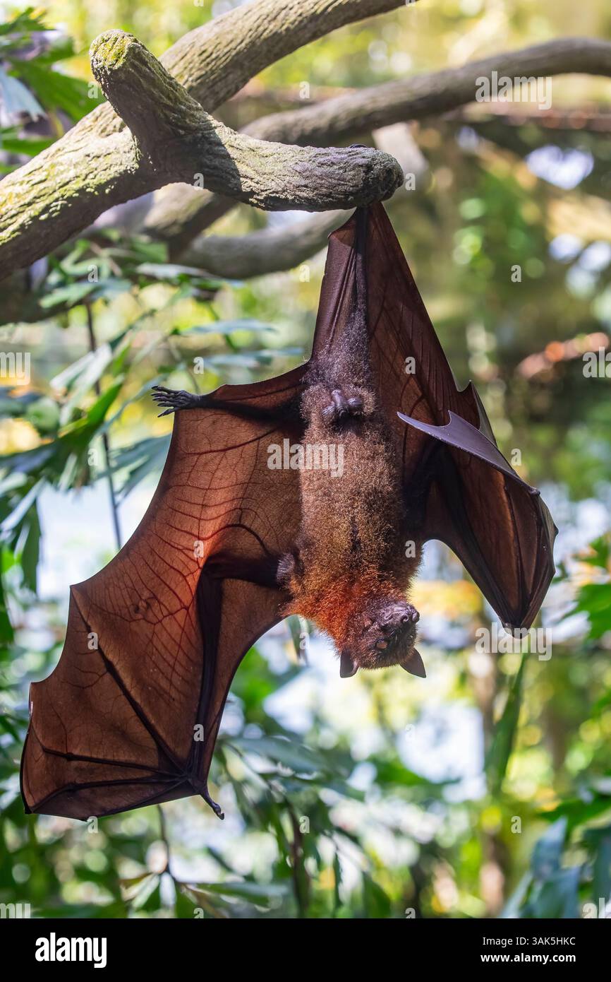 The closeup image of Malayan flying fox (Pteropus vampyrus). a ...