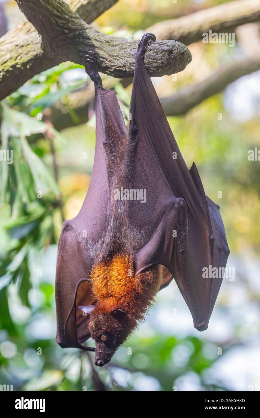 The closeup image of Malayan flying fox (Pteropus vampyrus). a ...