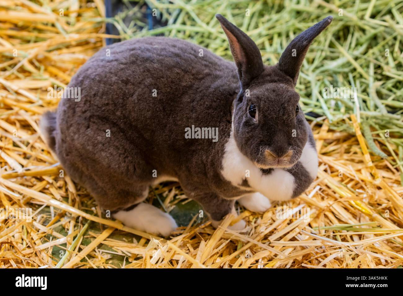 The domestic rabbit (Oryctolagus cuniculus domesticus) is the ...