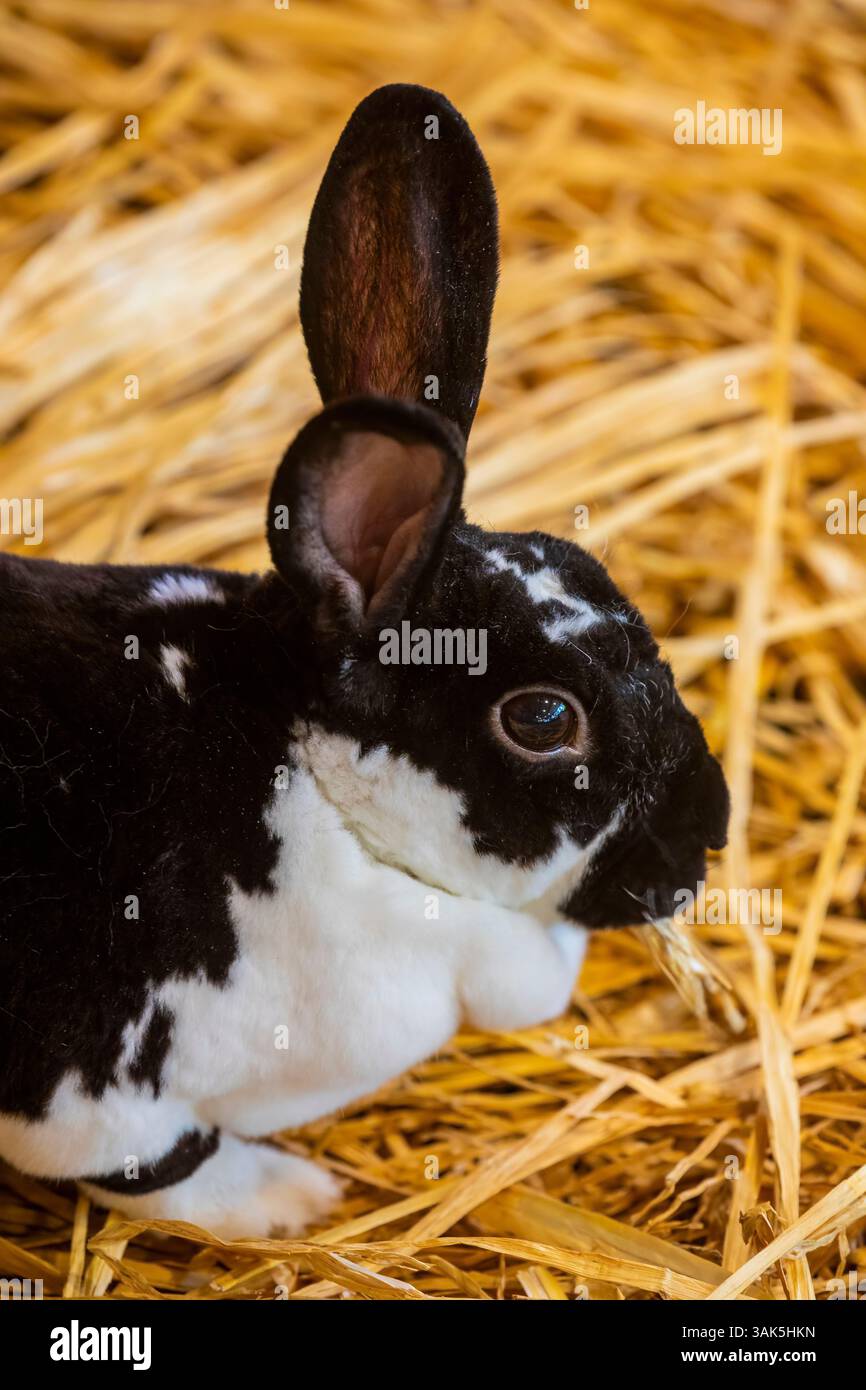 The domestic rabbit (Oryctolagus cuniculus domesticus) is the ...