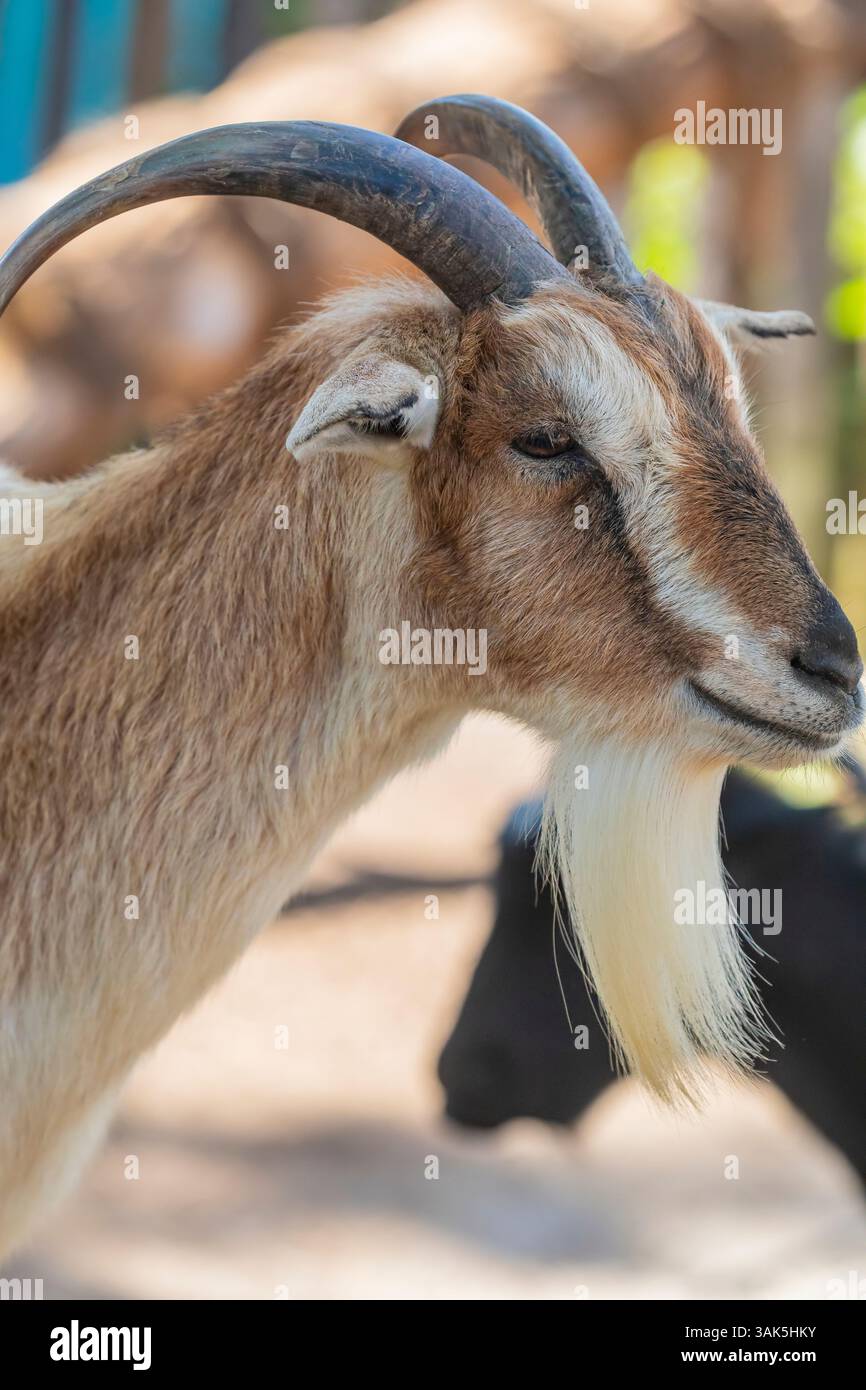 Pygmy goat is a small, hardy breed of domestic goat known for its ...