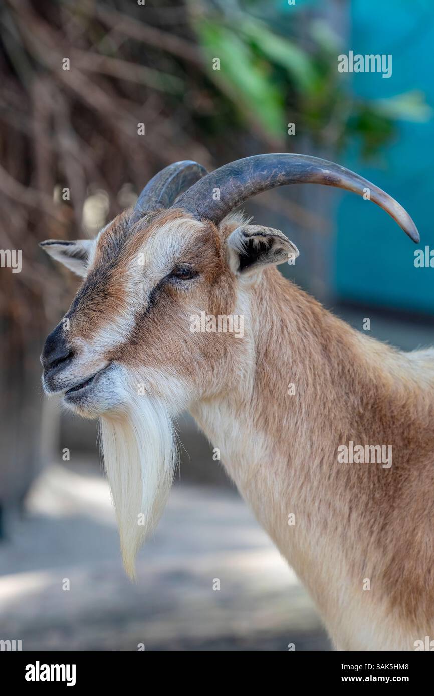 Pygmy goat is a small, hardy breed of domestic goat known for its ...