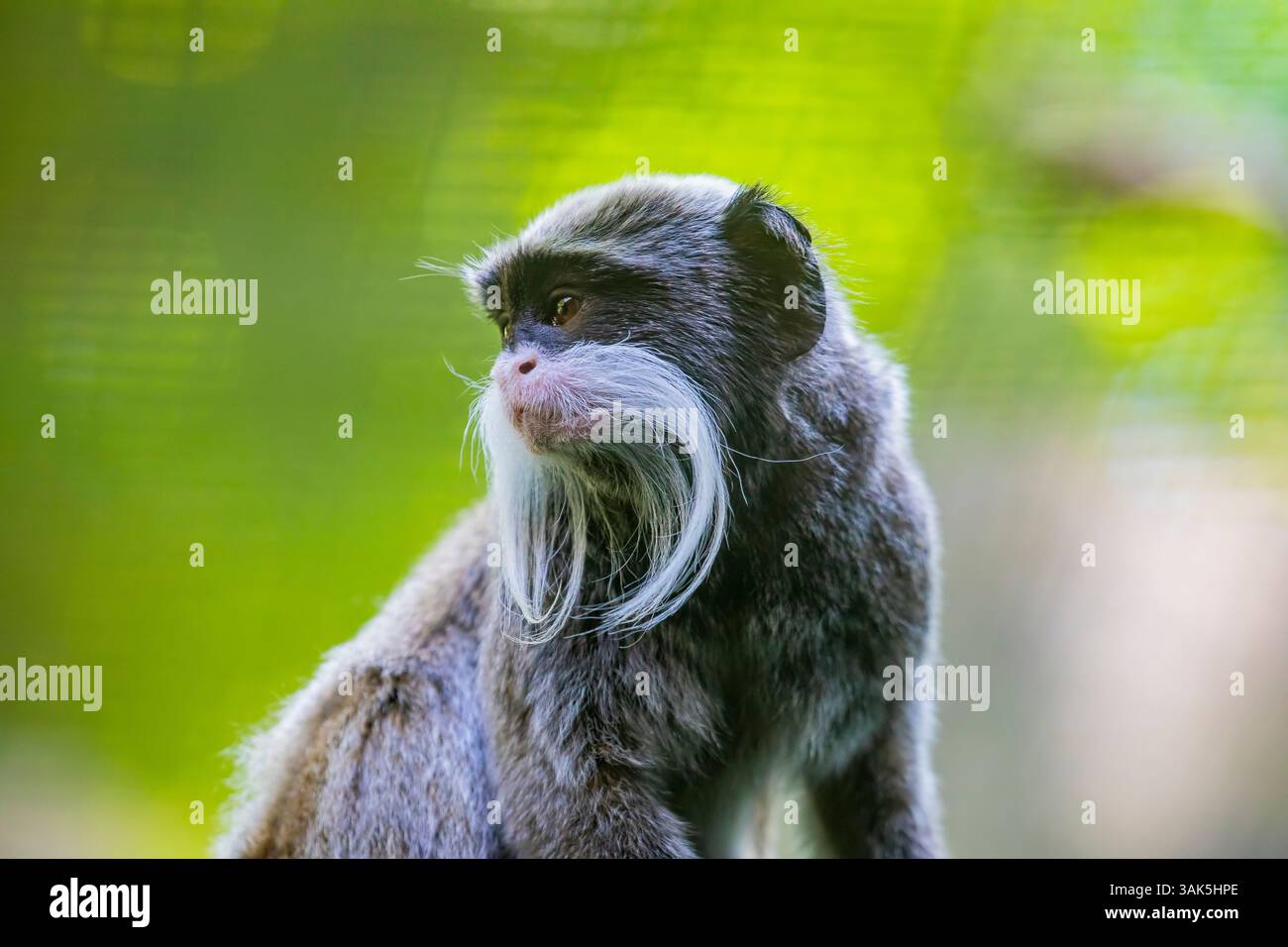 a Emperor tamarin closeup image. It is a species of tamarin allegedly ...
