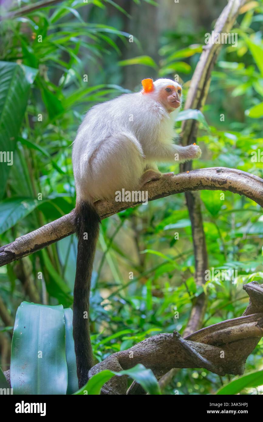 The silvery marmoset (Mico argentatus) is a New World monkey that lives ...