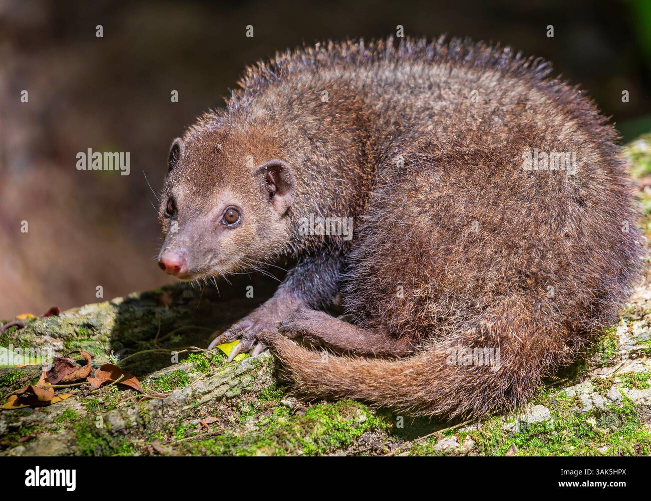 Dwarf weasel small weasel hi-res stock photography and images - Alamy