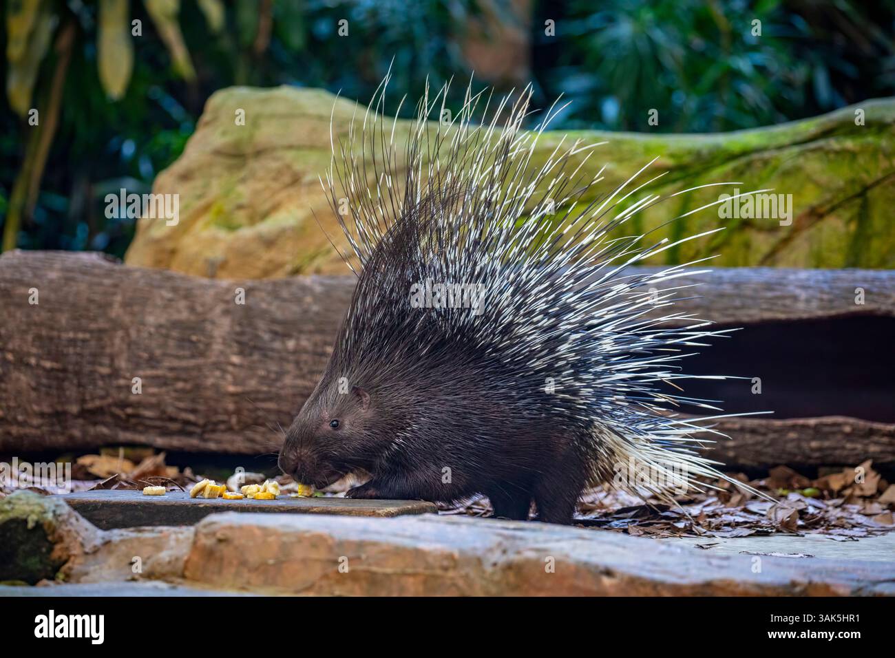 The Indian crested porcupine (Hystrix indica) is a hystricomorph rodent ...