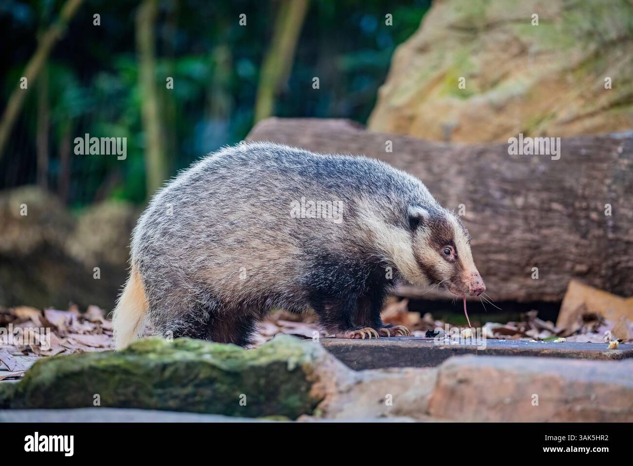 The greater hog badger (Arctonyx collaris) is a very large terrestrial ...