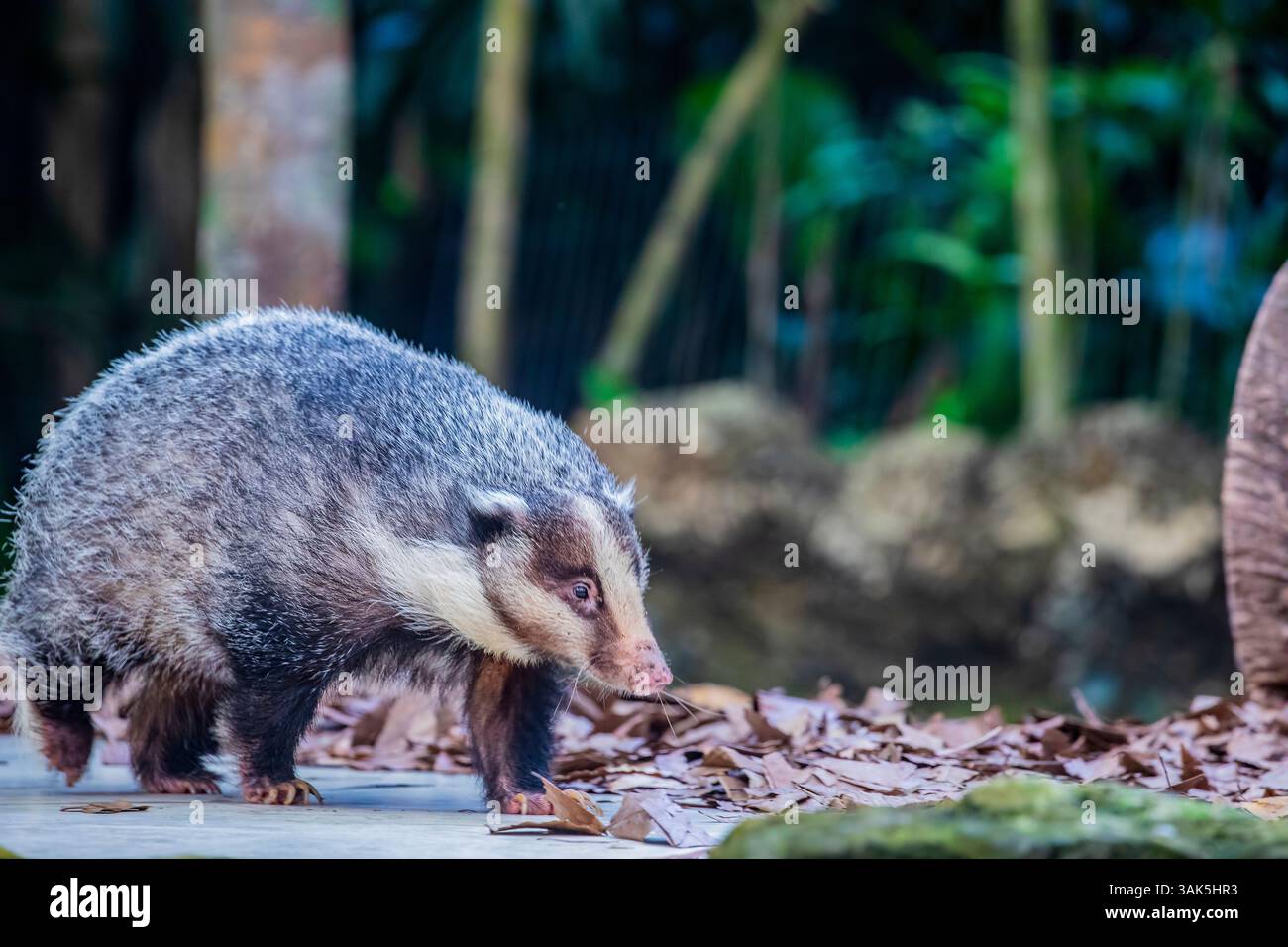 The greater hog badger (Arctonyx collaris) is a very large terrestrial ...